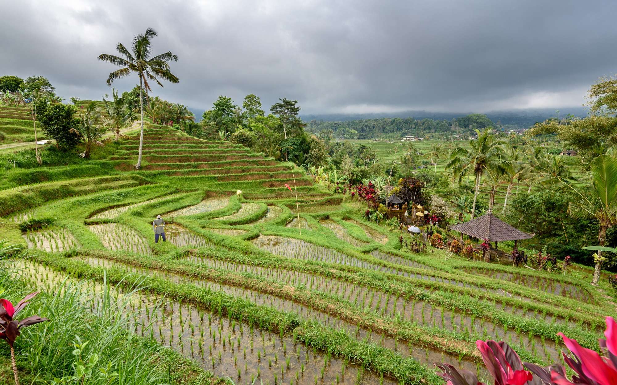 8 Best Rice Terraces in Bali