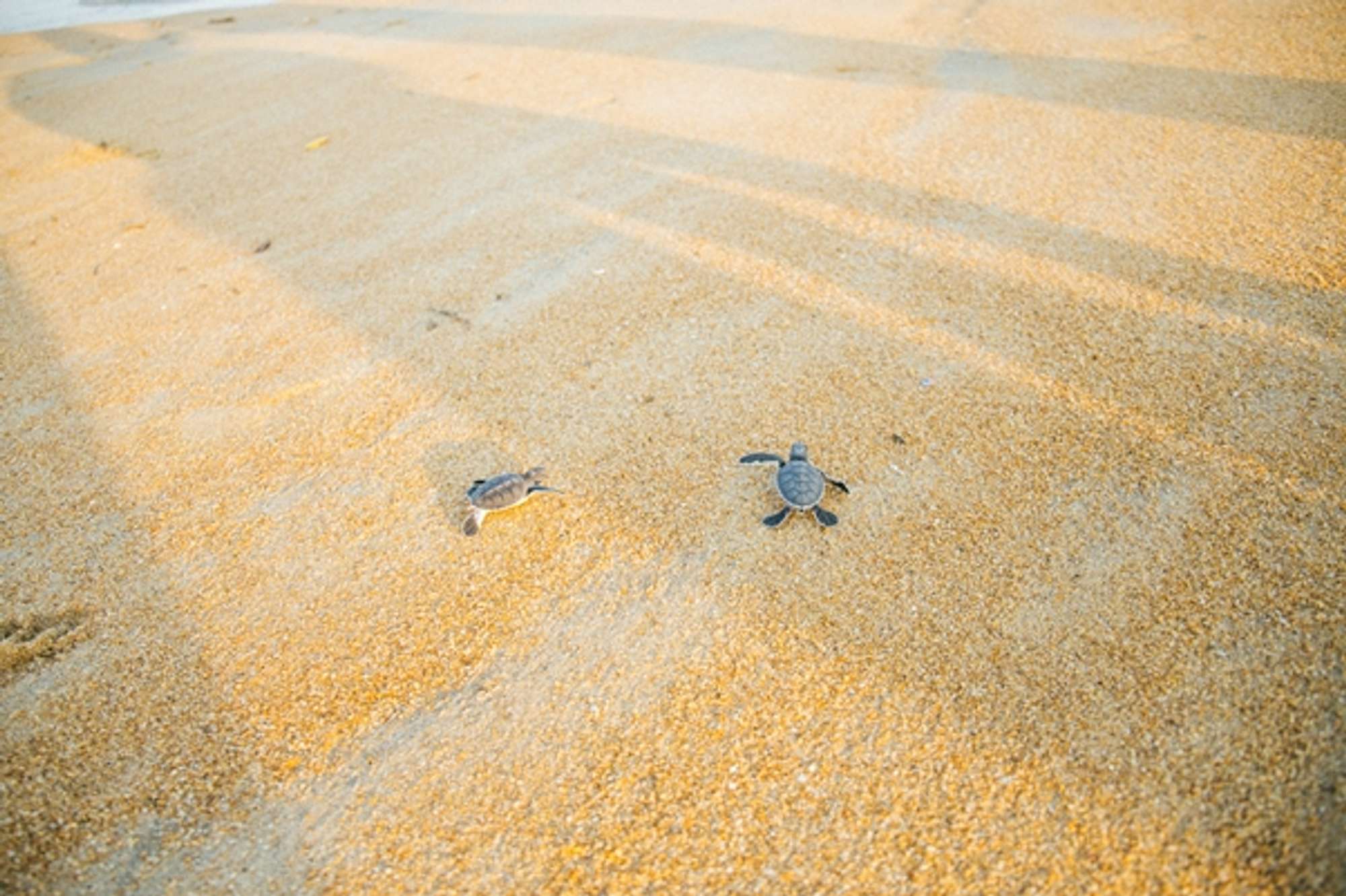 Cherating Turtle Sanctuary: What you need to know | Club Med Blog