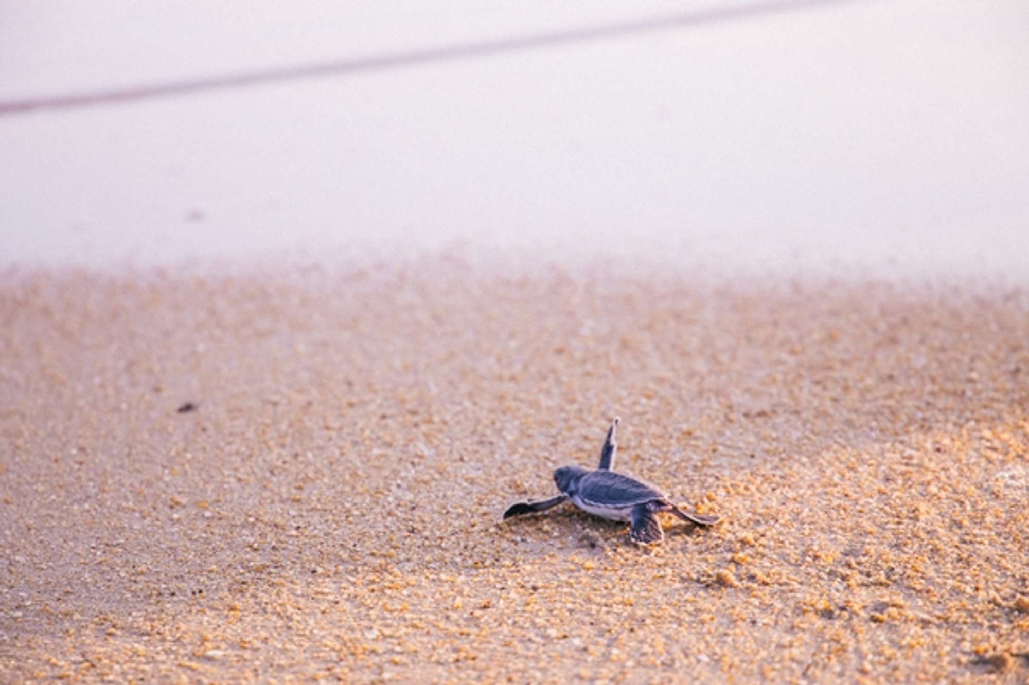 Cherating Turtle Sanctuary: What you need to know | Club Med Blog