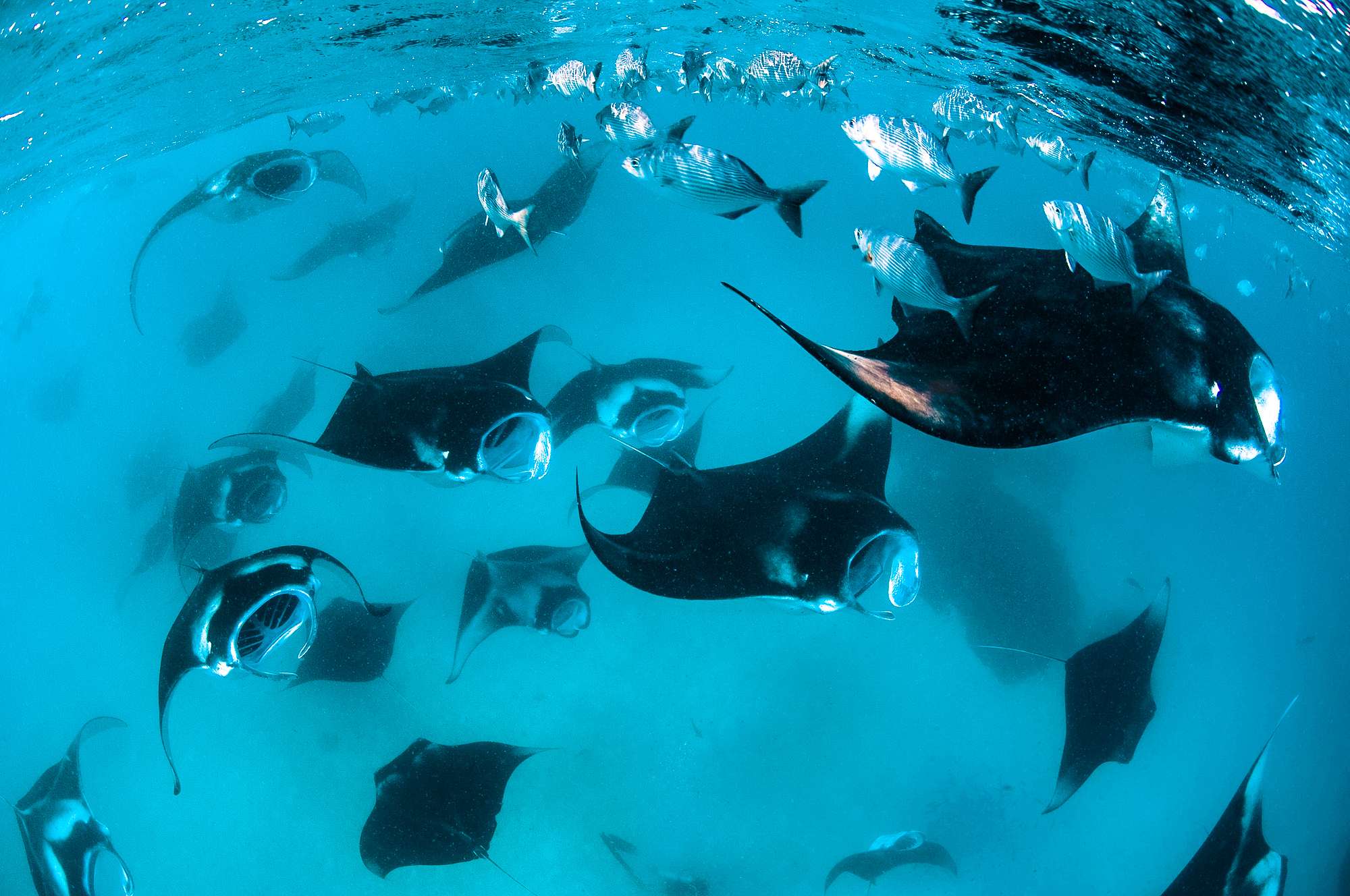 Swim with Manta Rays in Hanifaru Bay, Maldives